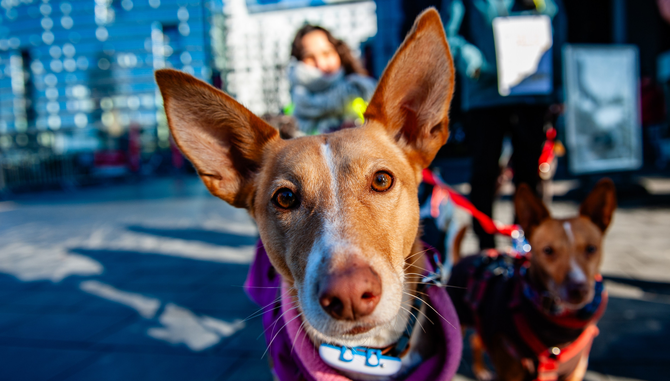 What countries still eat dogs?