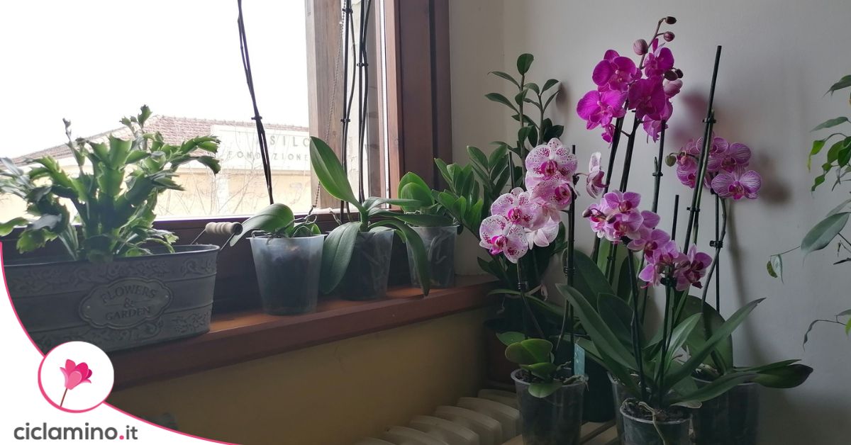 Come tenere tante orchidee fiorite in un angolo buio con davanzale