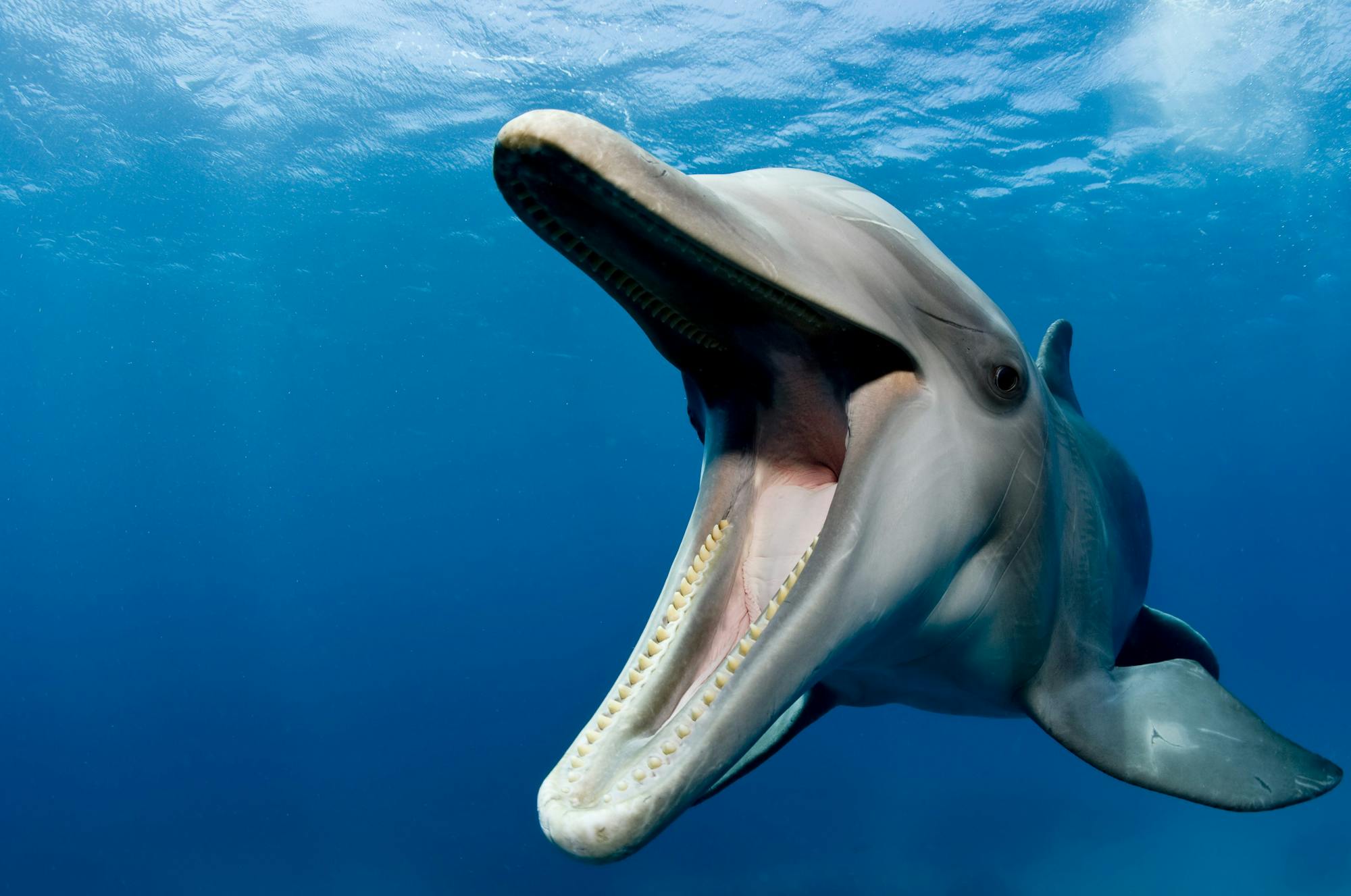 Are animals smart? From dolphin language to toolmaking crows, lots of ...