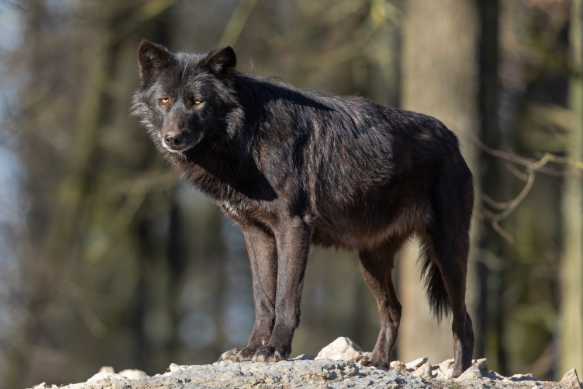 The American Black Wolf—12 Fascinating Discoveries