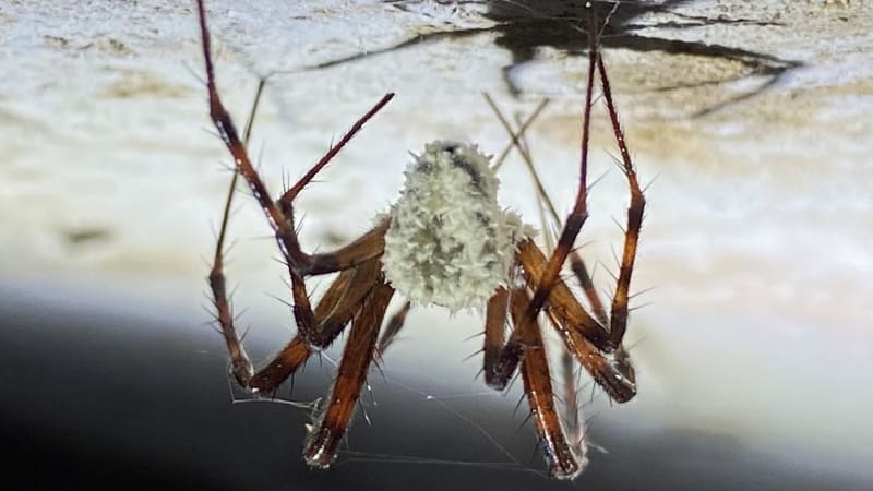 Po zombie mravencích došlo i na zombie pavouky. Zákeřná houba každému ...