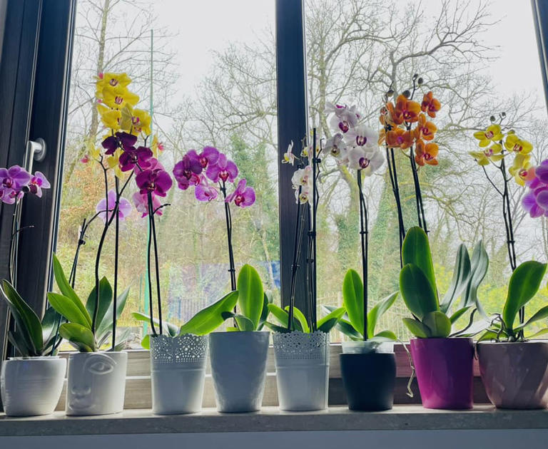 Come tenere tante orchidee fiorite in un angolo buio con davanzale