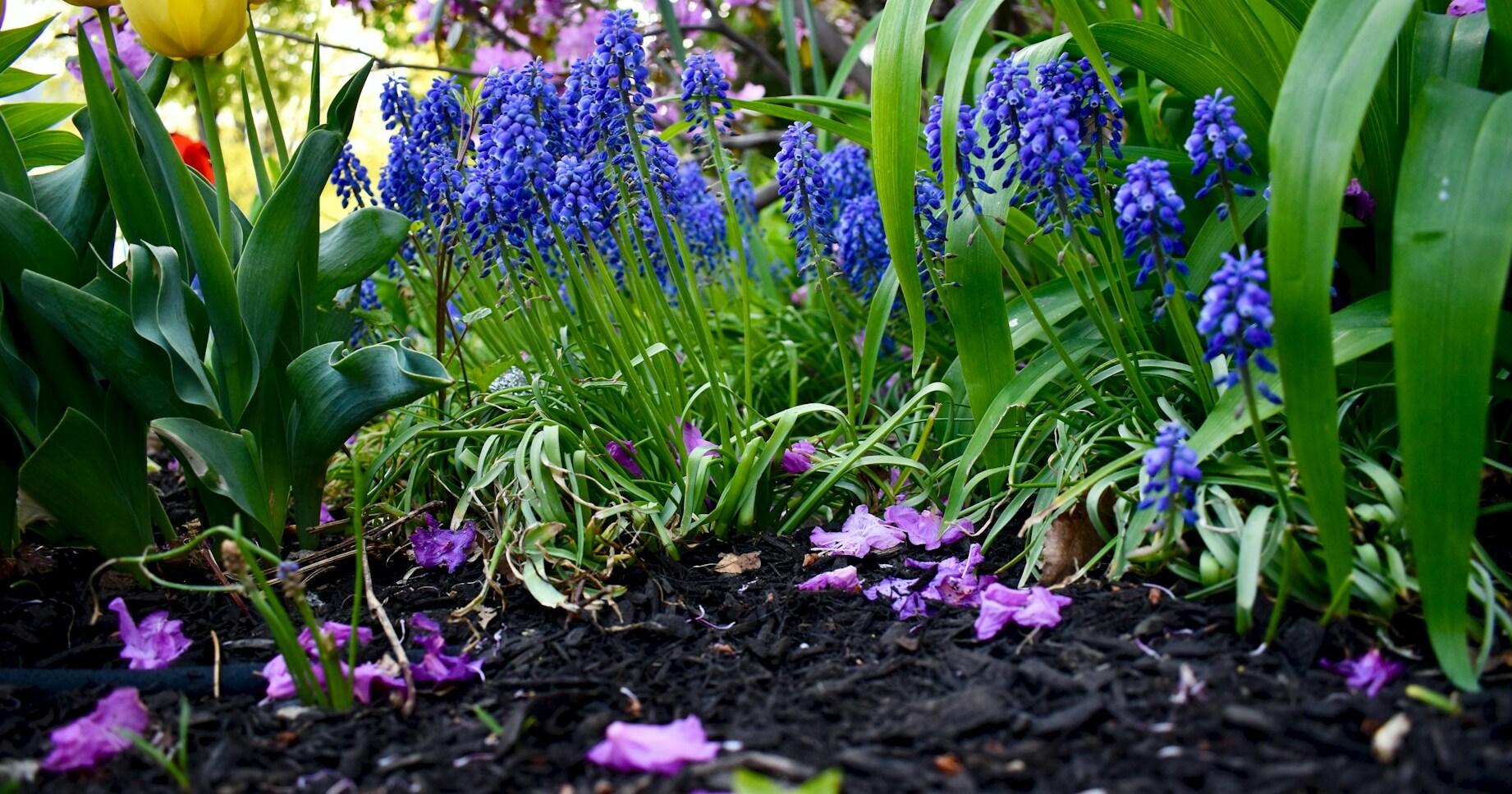12 Gardening Tips For Using The Right Mulch For Your Plants
