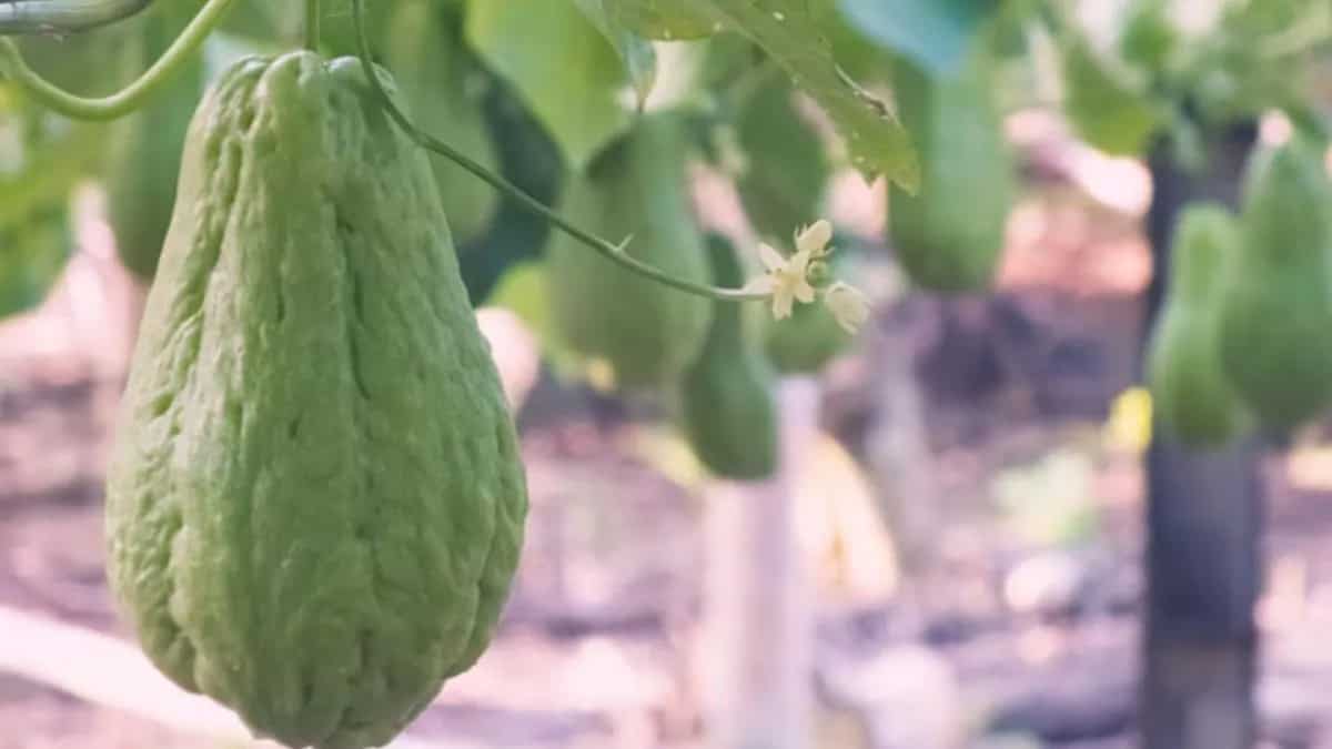 How To Grow Chayote Squash From Seeds In Your Kitchen Garden