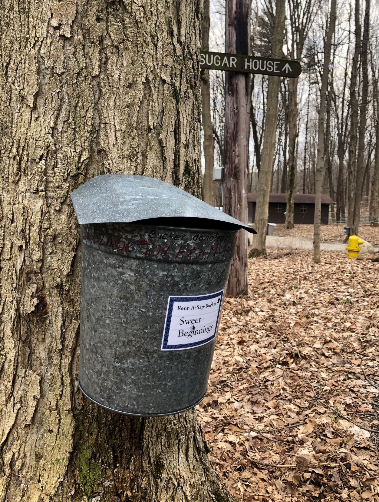 Want to make your own maple syrup? Local parks show you how as sugar ...