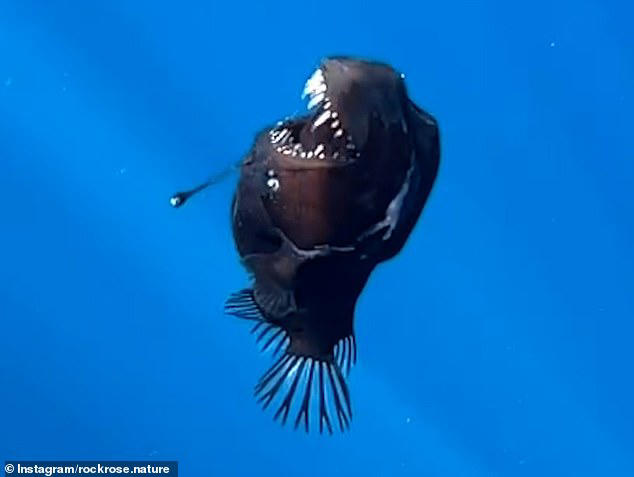 Pictured for the first time: 'Black demon' fish in DAYLIGHT