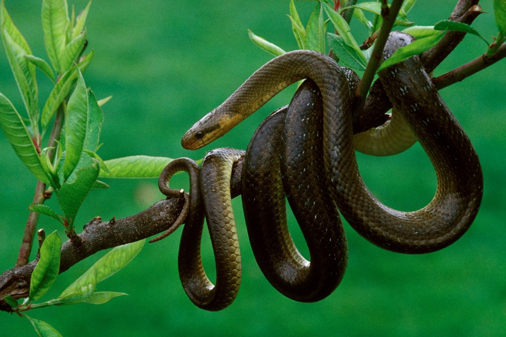 There’s an ‘invasive’ new species of snake in Britain – but how did it ...