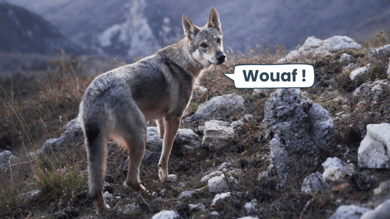 Chien-loup : origine, comportement et législation autour du croisement