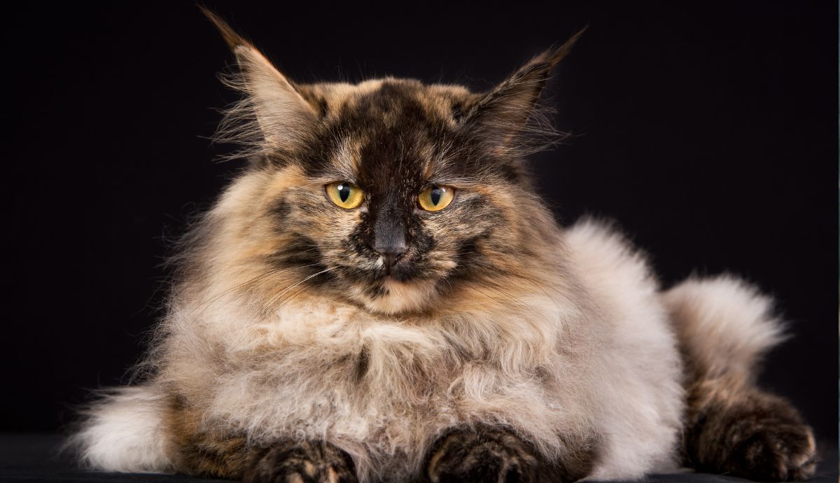 Fluffy Cats: Top Breeds to Know