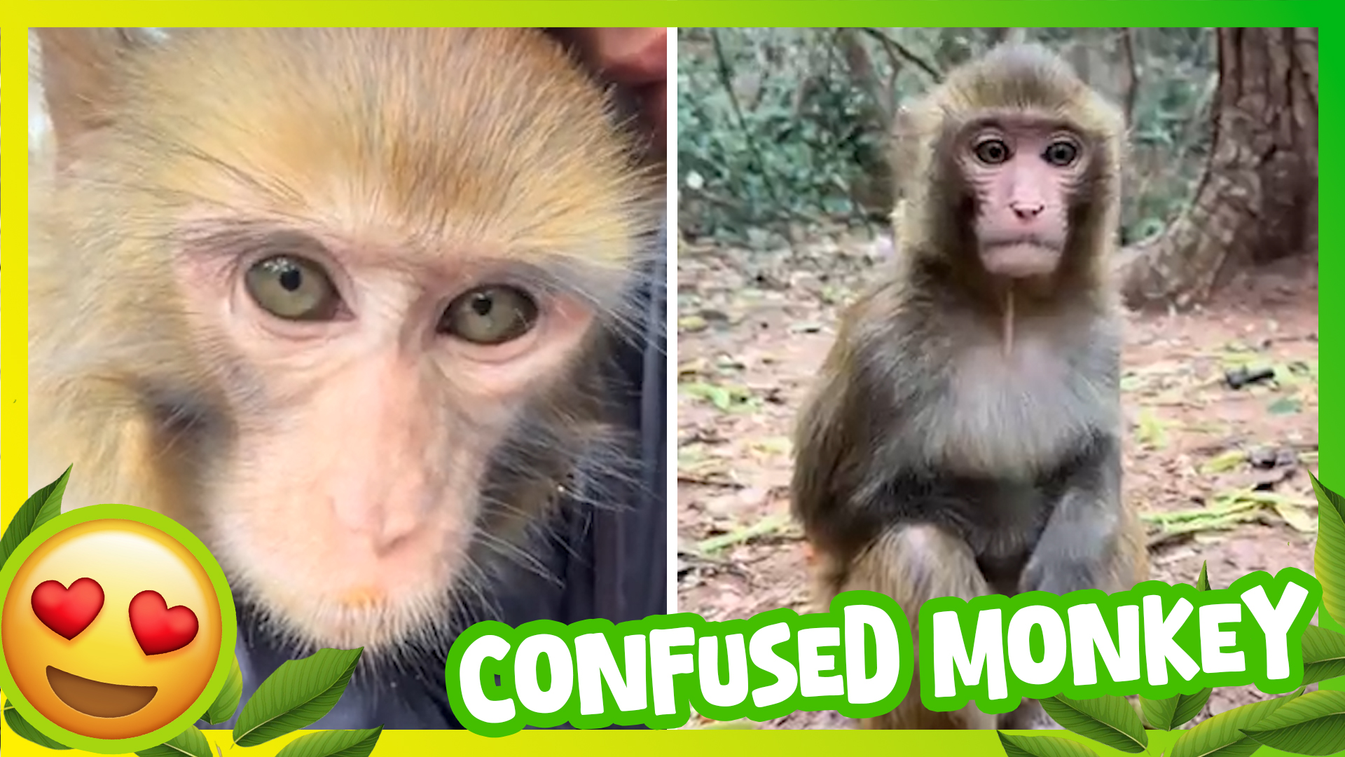 Confused Monkey: Funny and Adorable Reactions You Can’t Miss! 🐒🤔😂
