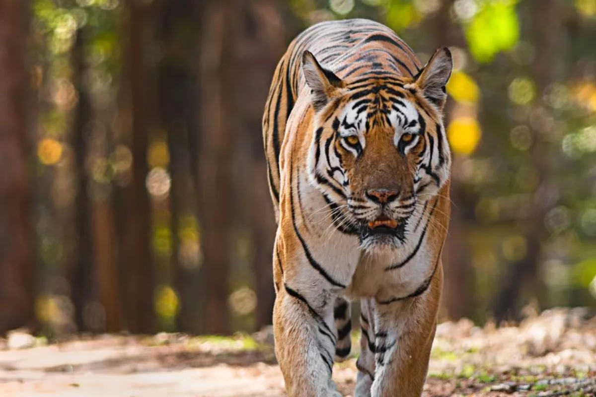 'Operation Tiger' Draws Blood As More Uddhav Thackerey Men Defect