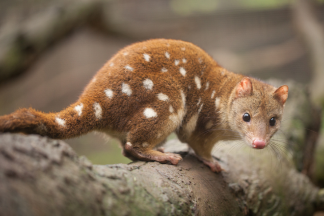 Wild Animals So Rare, Few Have Ever Seen Them in Person