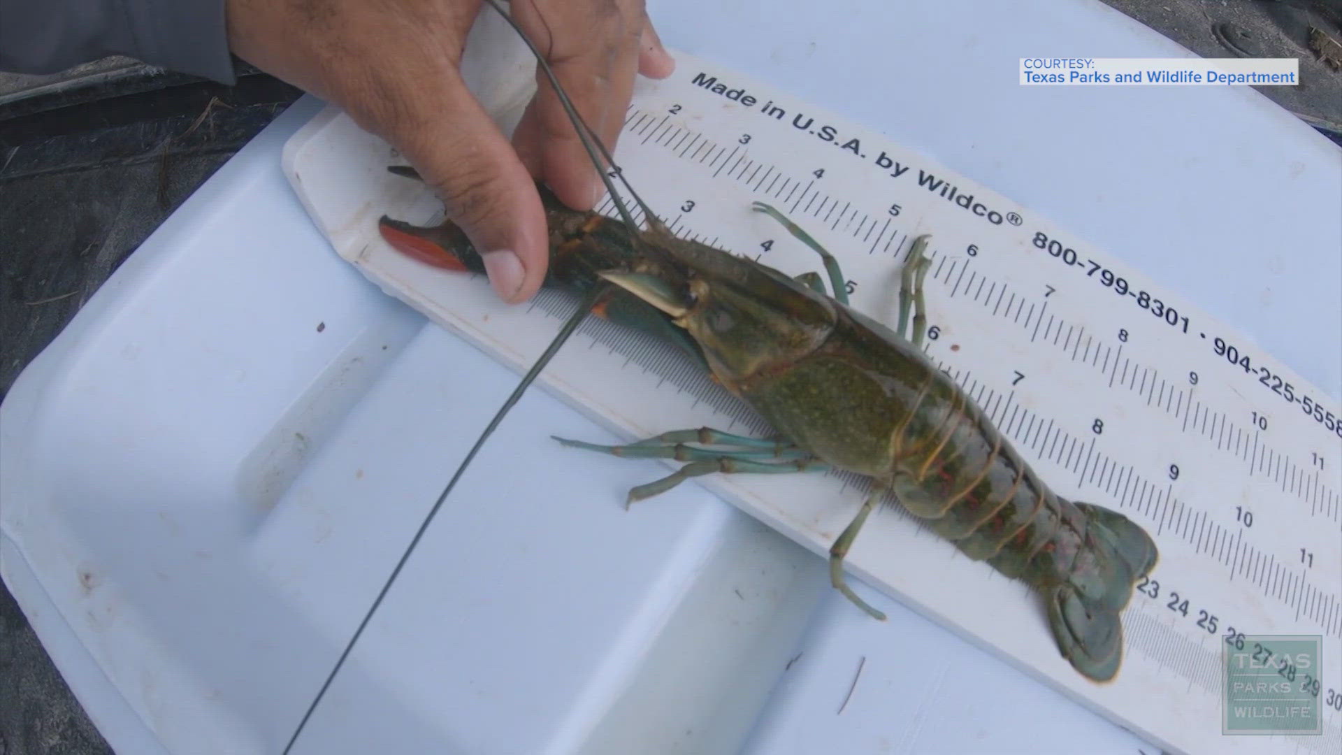 Invasive crayfish discovery raises red flags for Texas wildlife
