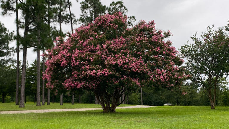 Mistakes Everyone Makes When Growing Crepe Myrtles