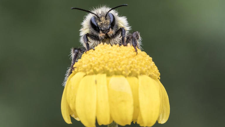 Why Your Garden Needs Bees and Butterflies—And How to Help Them Thrive