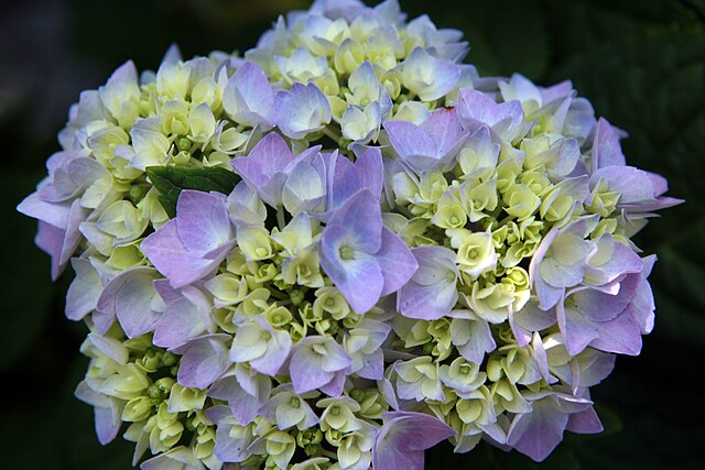 10 Reasons Why You Should Grow Hydrangeas By Your Front Door