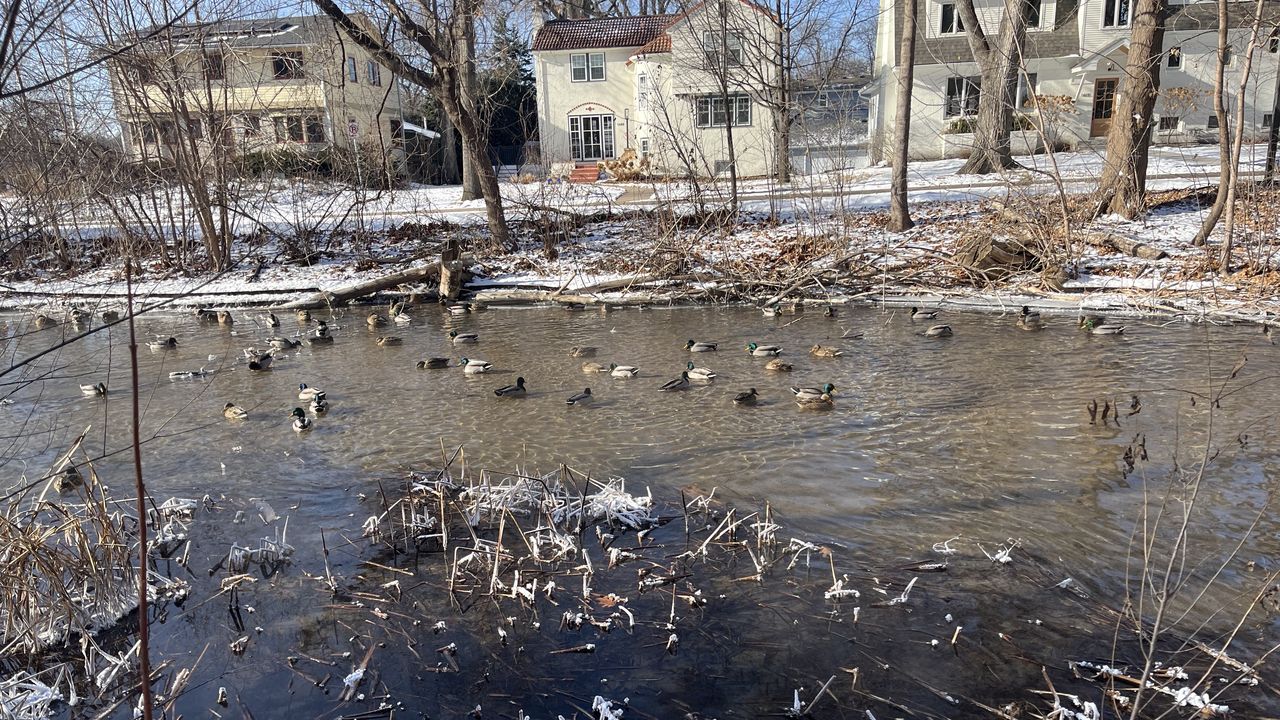 More Minnesota ducks are opting against winter migration