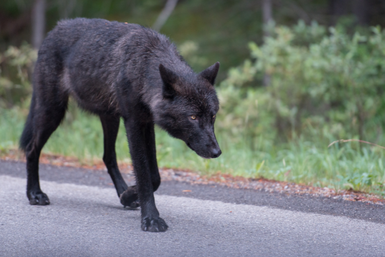The American Black Wolf—12 Fascinating Discoveries