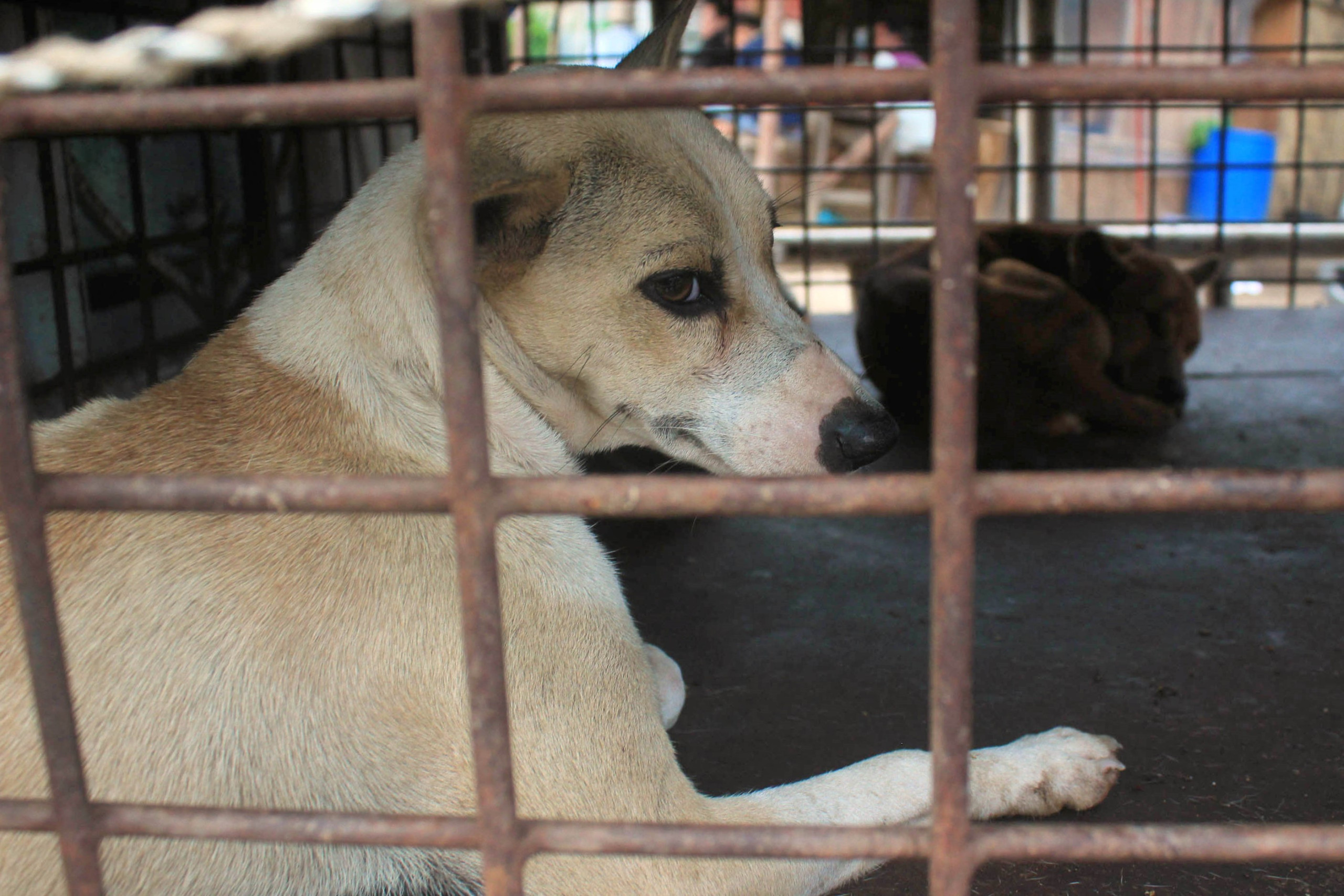 What countries still eat dogs?