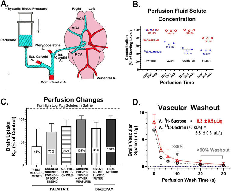 Method to measure blood-brain barrier permeability accurately developed