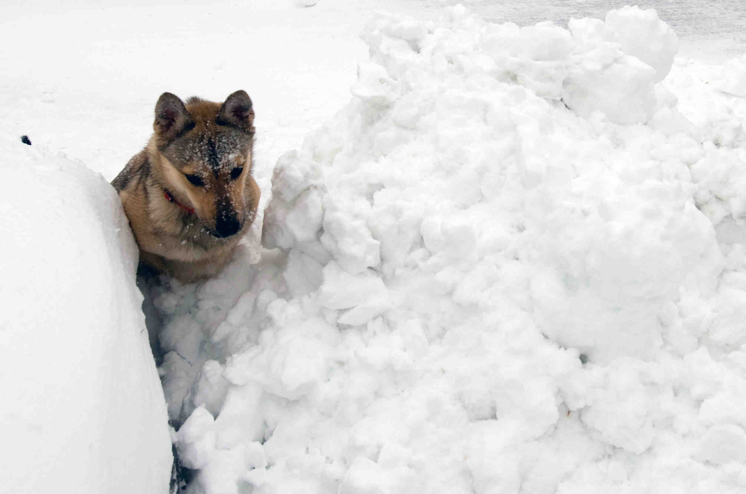 A severe winter storm is hitting Delaware. Here's the latest snow forecast