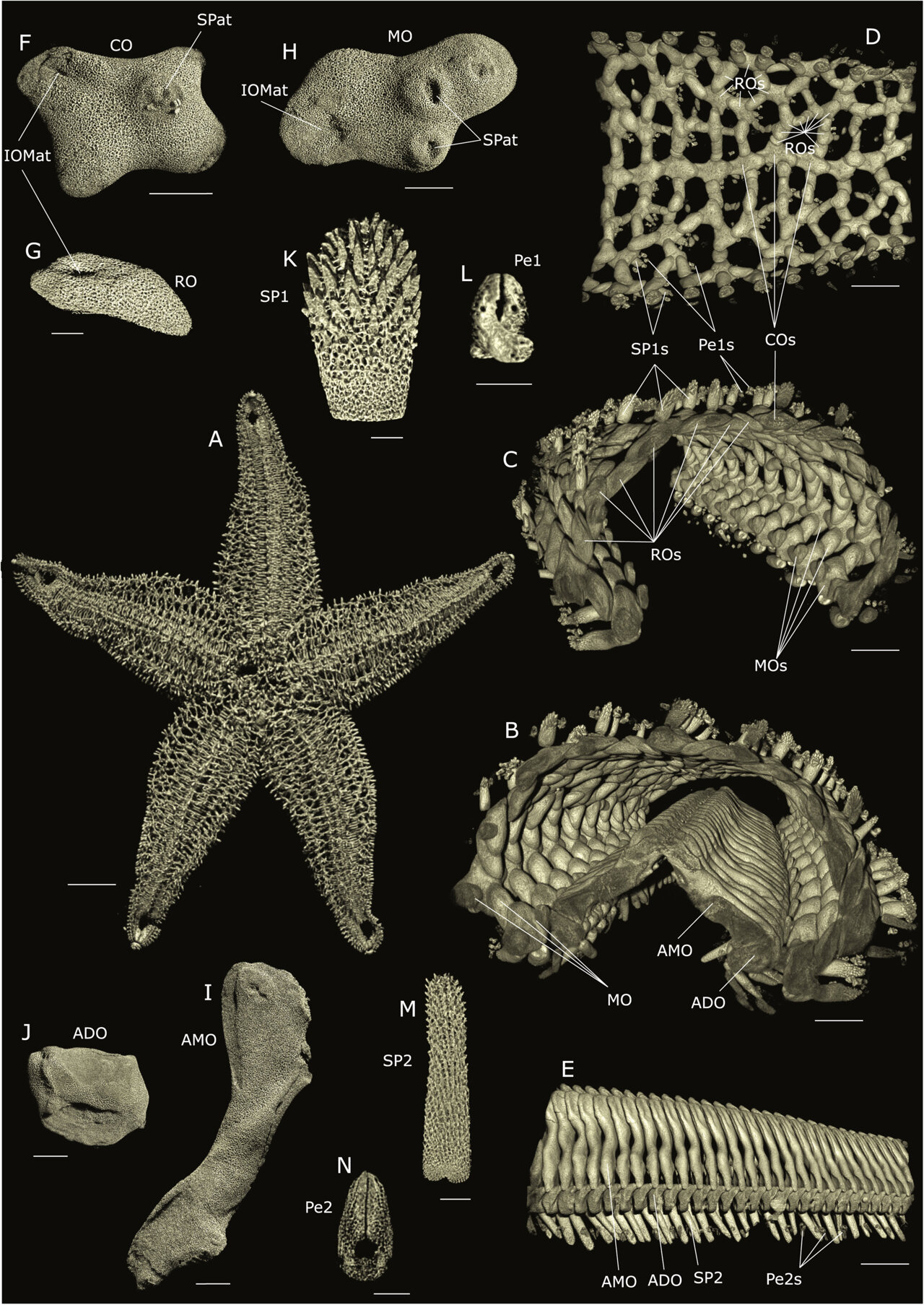 Starfish skeletons provide key insights into bone evolution