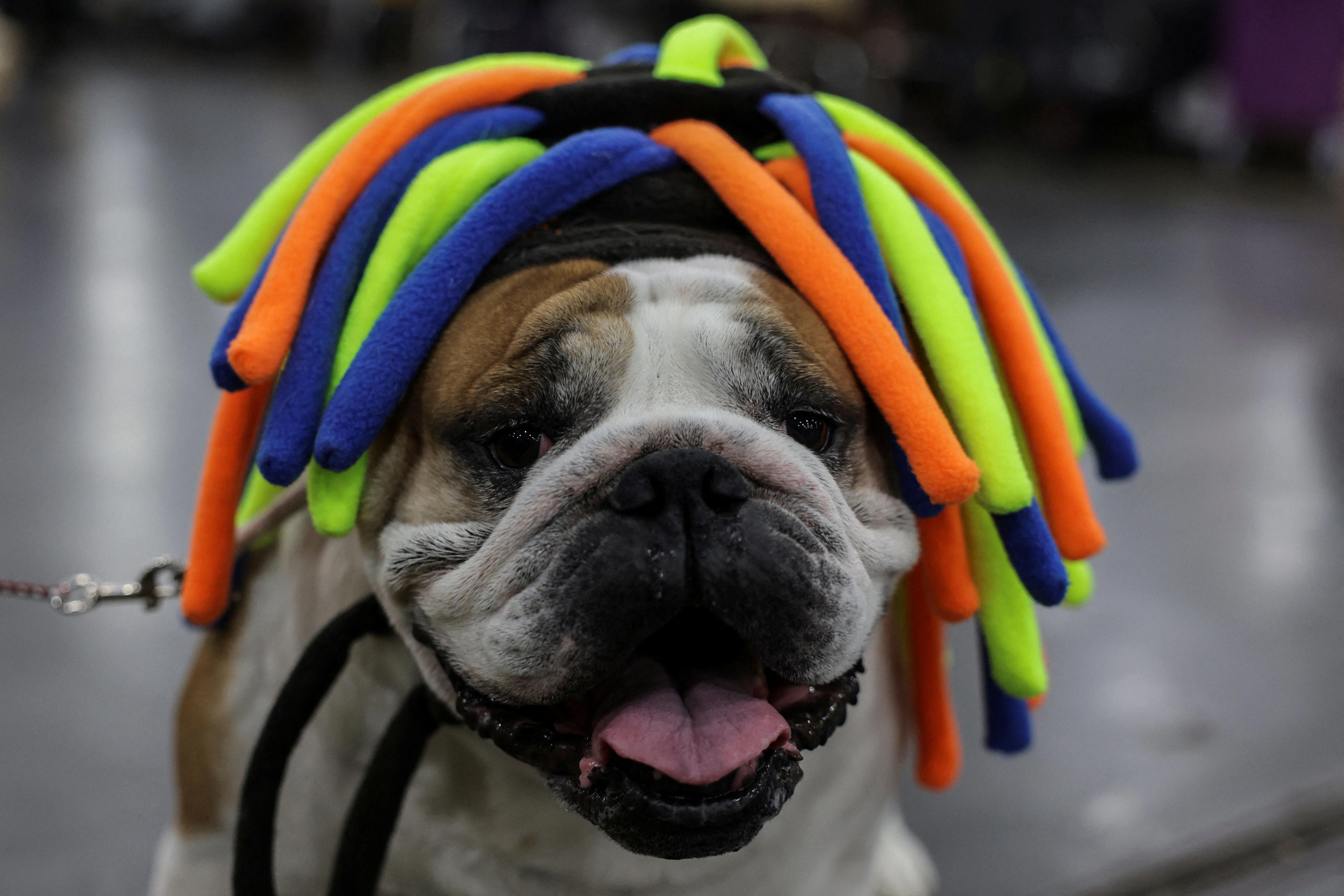 A new top dog and cat? Study says these are Georgia’s favorite breeds