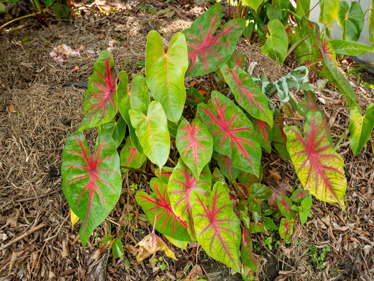 11 Plants That Look Stunning in a Home Landscape With or Without Blooms