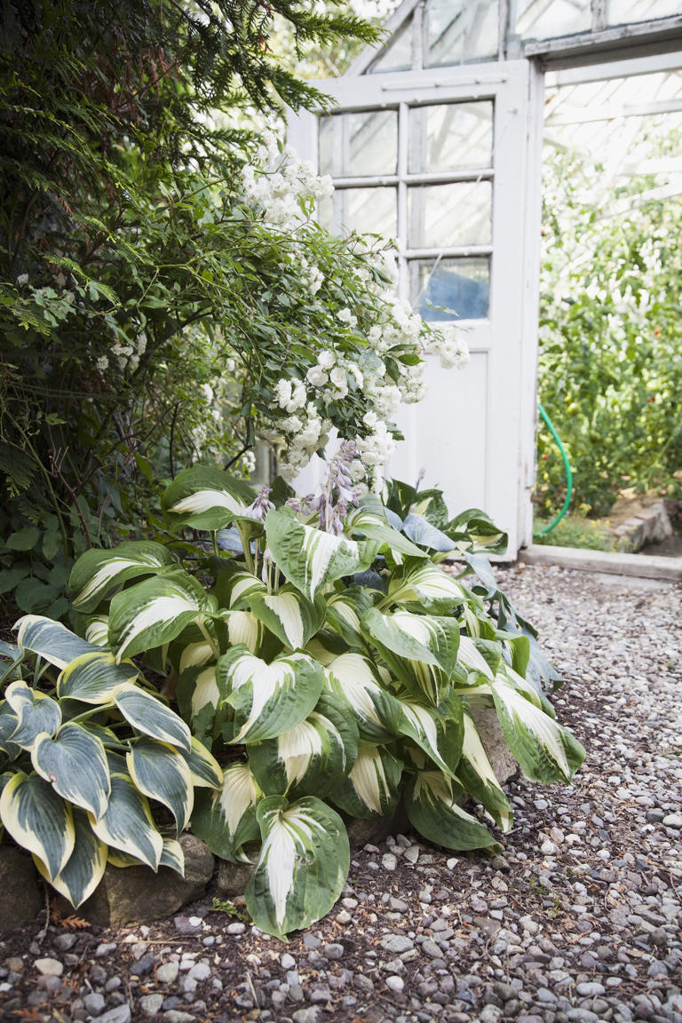 11 Plants That Look Stunning in a Home Landscape With or Without Blooms