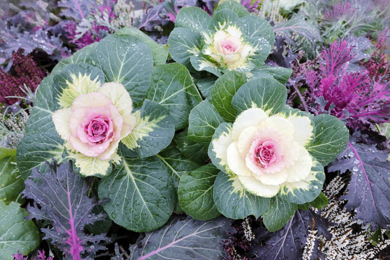 11 Plants That Look Stunning in a Home Landscape With or Without Blooms
