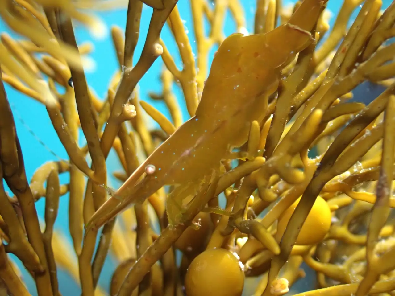 Como reage este mestre da camuflagem à convivência com uma alga exótica ...