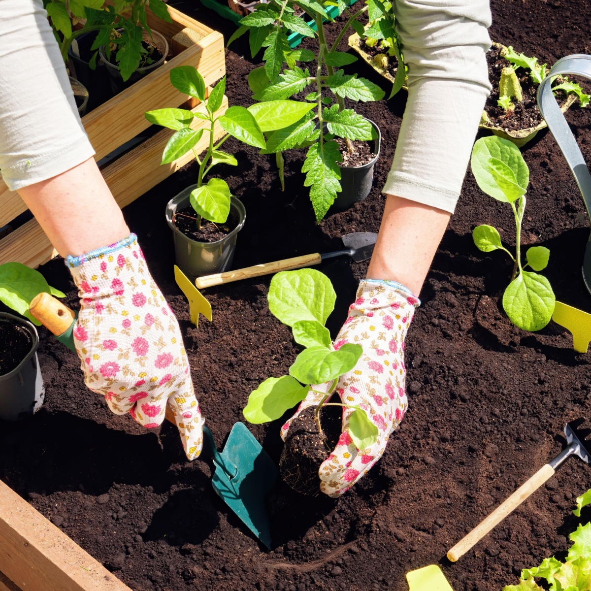 Grow Your Knowledge with These Free Gardening Programs and Resources