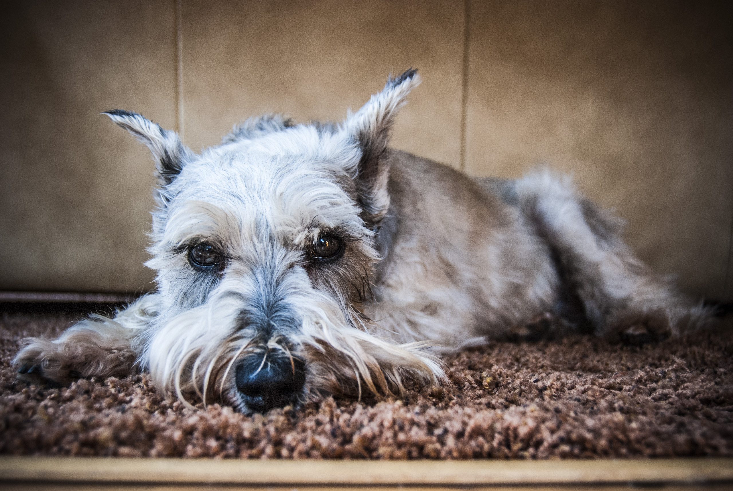 Hidden diseases that can be fatal to your dog