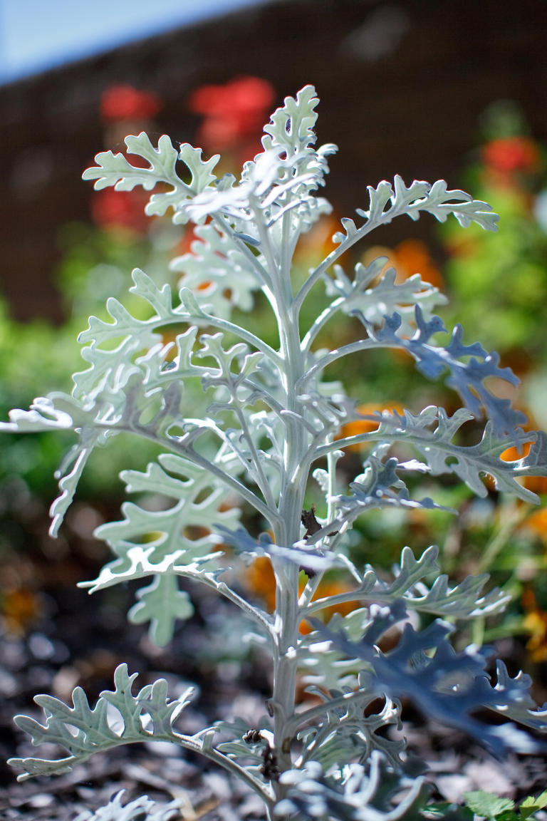 11 Plants That Look Stunning in a Home Landscape With or Without Blooms