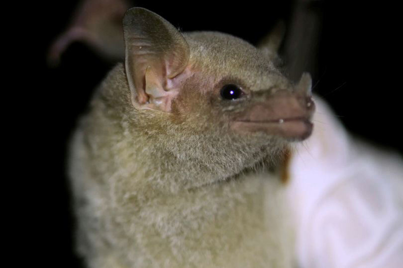 Terrifying nighttime creature has been discovered migrating through the USA Terrifying nighttime creature has been discovered migrating through the USA