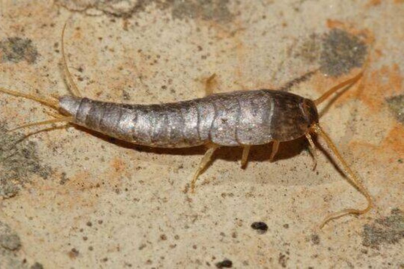 Tiny silver insect in homes indicates there's a big problem to look for ...