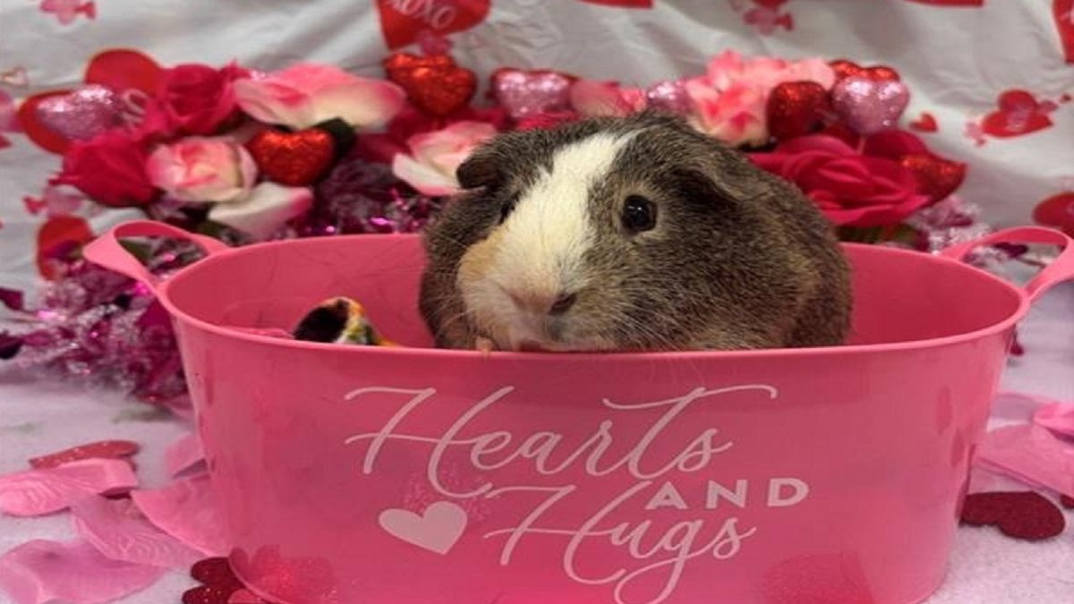 Find Your Furry Valentine: Special Adoption Rates at Shelter
