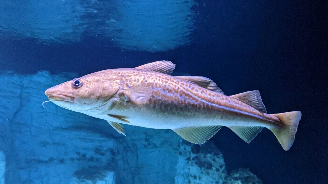 Research finds we're eating younger, smaller cod—and that matters