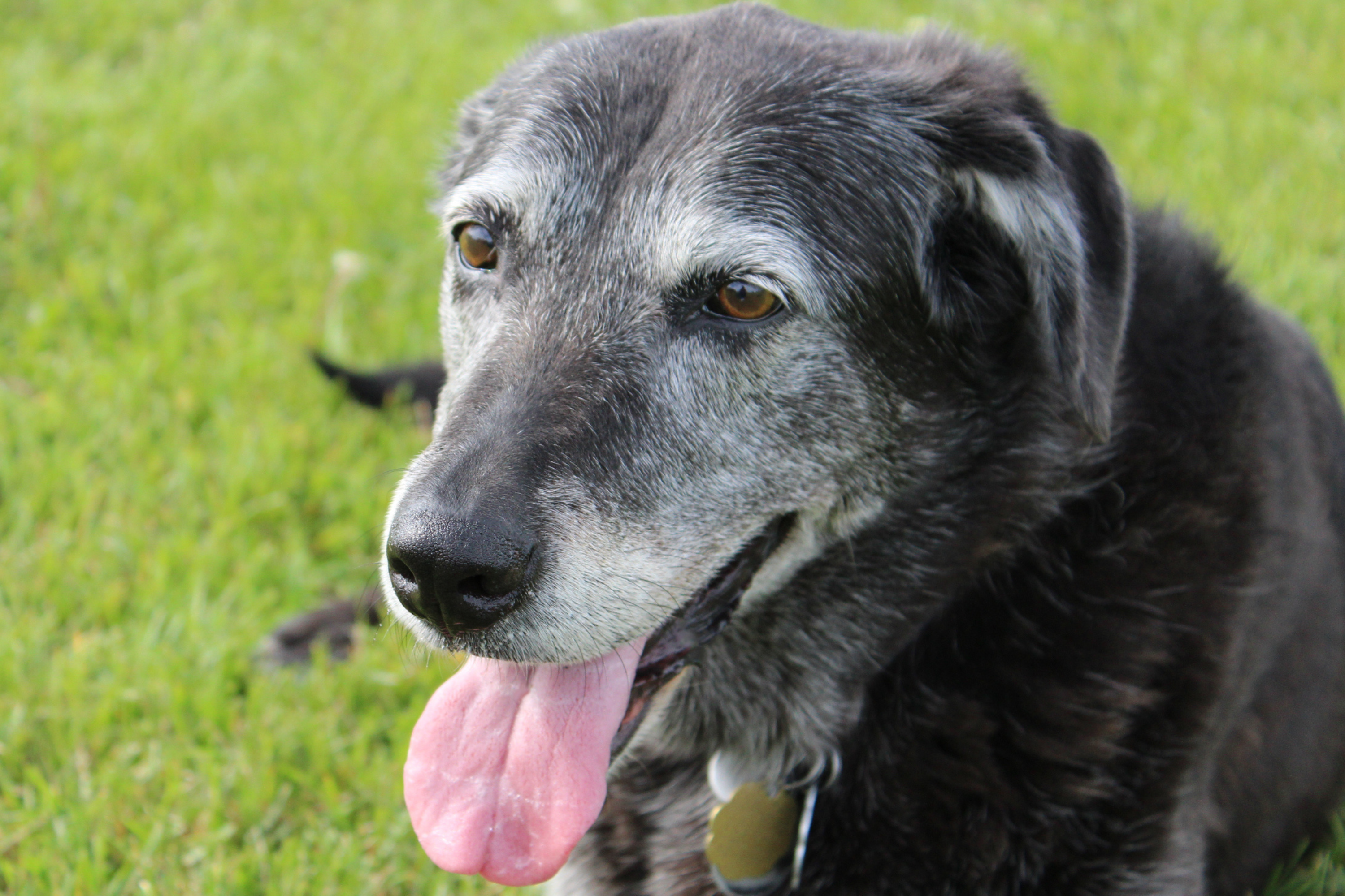 Why Do Dogs Turn Gray? Expert Explains