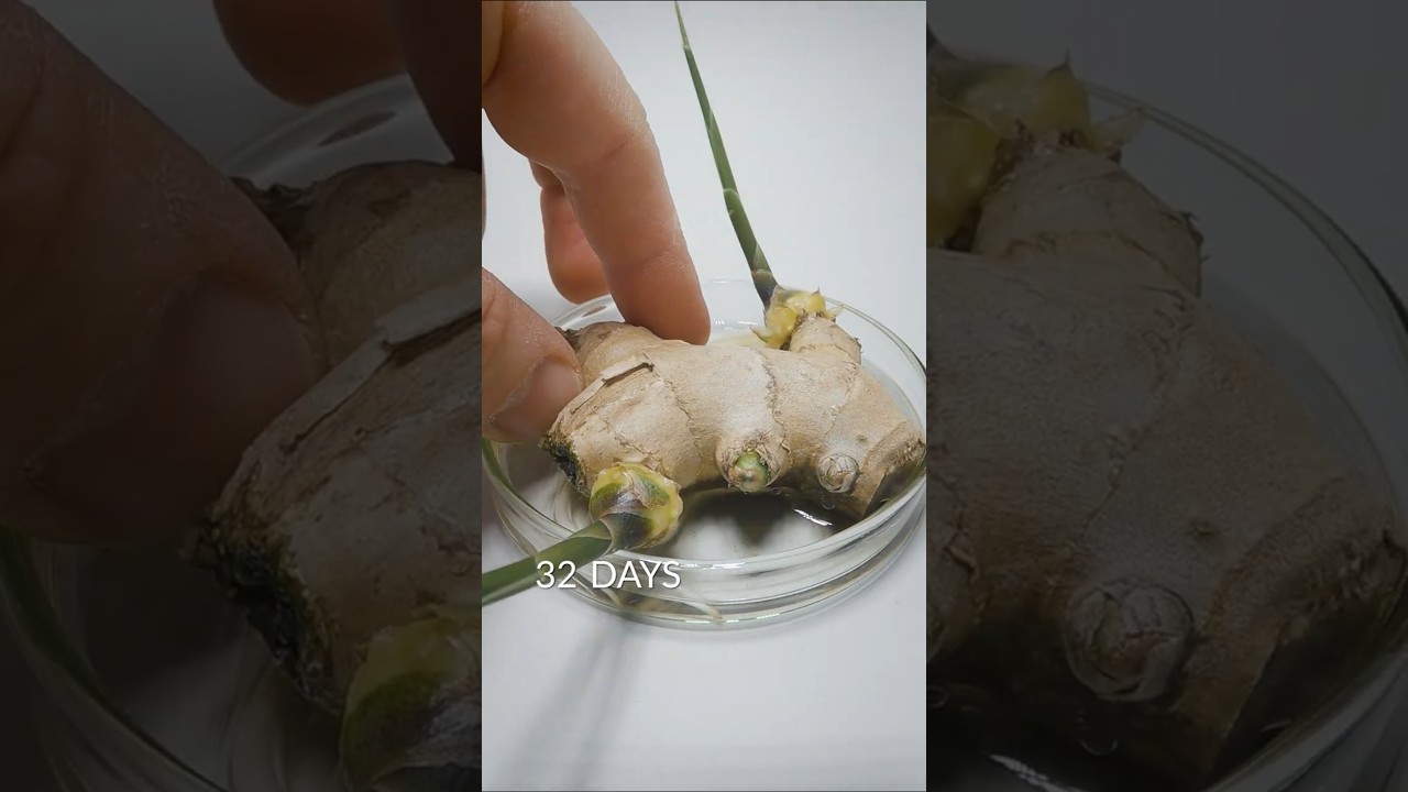 Incredible Ginger Root Time-lapse
