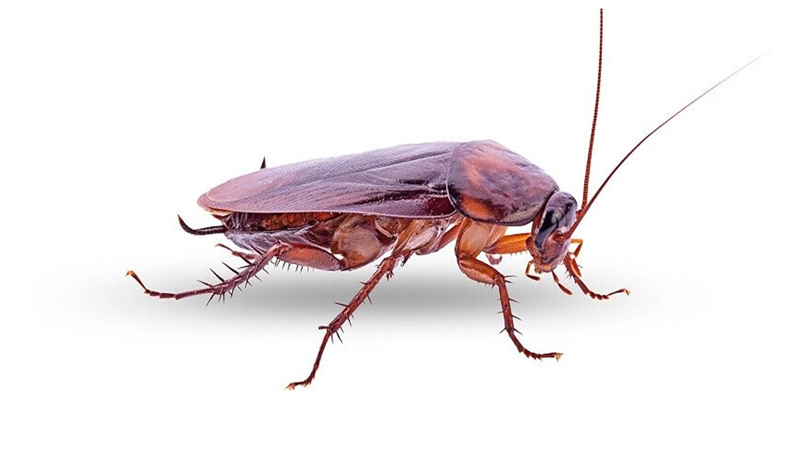 12 Indestructible Facts About Cockroaches to Crawl Into Your Brain
