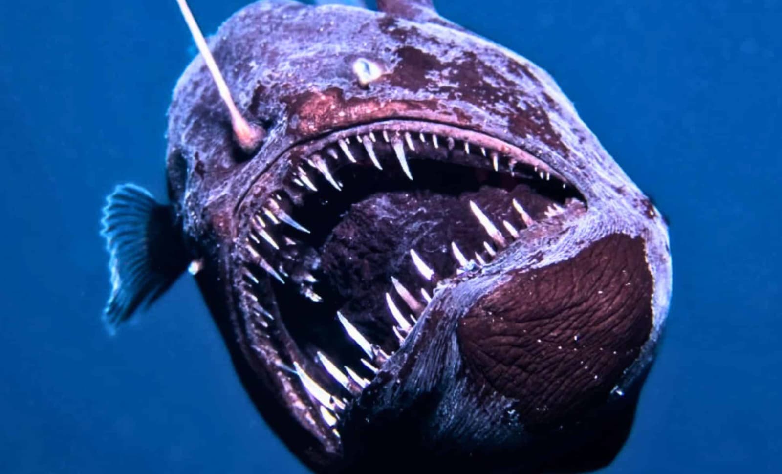 First-Ever Recorded Sighting “Black Devil of the Abyss” Spotted at the ...