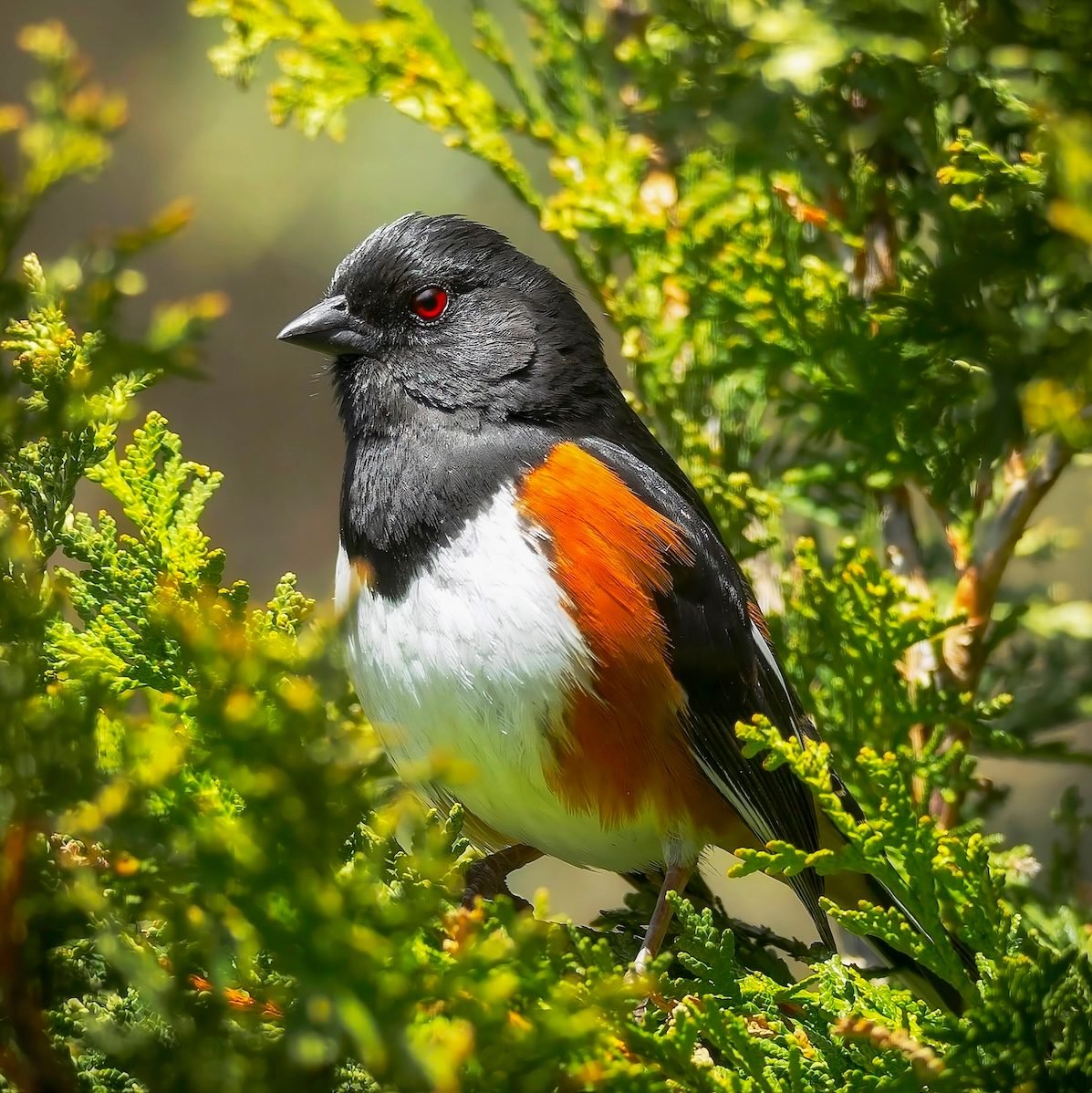 How to Identify an Eastern Towhee