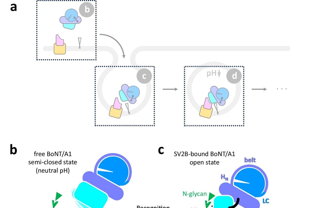 Researchers identify structural changes in botox that allow uptake into ...