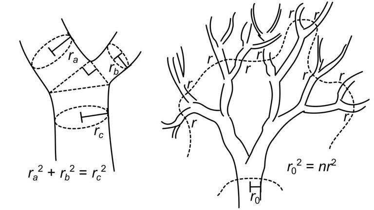 Scientists analyze branch patterns in trees and art, from da Vinci to ...