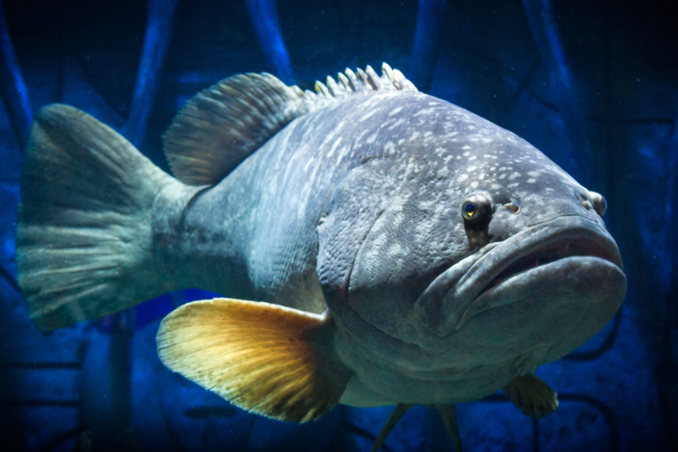 These Record-Breaking Fish Are Way Bigger Than You’d Expect