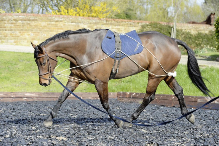How to fit and use the Pessoa lunging system correctly