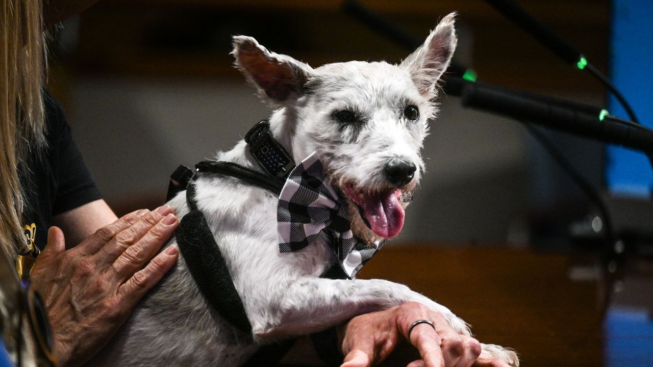 Scrim the legendary New Orleans dog is captured once again