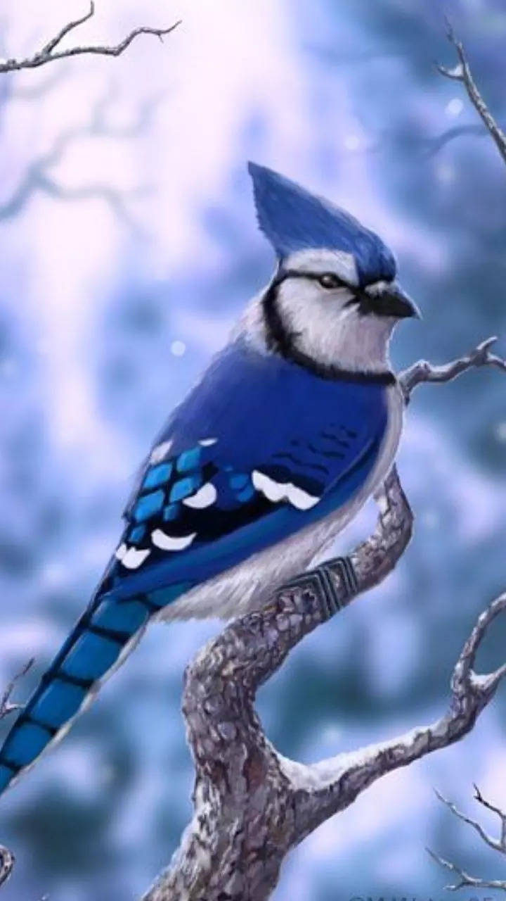 10 vibrant and beautiful blue birds in the world