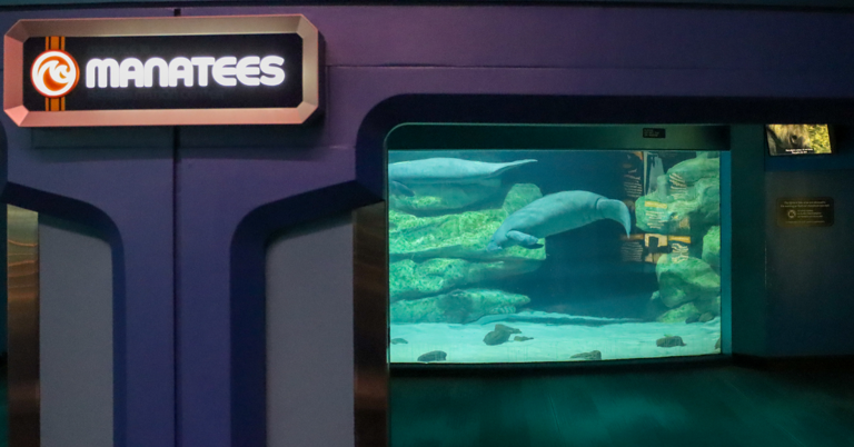 New Short-Term Residents Arrive at EPCOT’s Manatee Exhibit